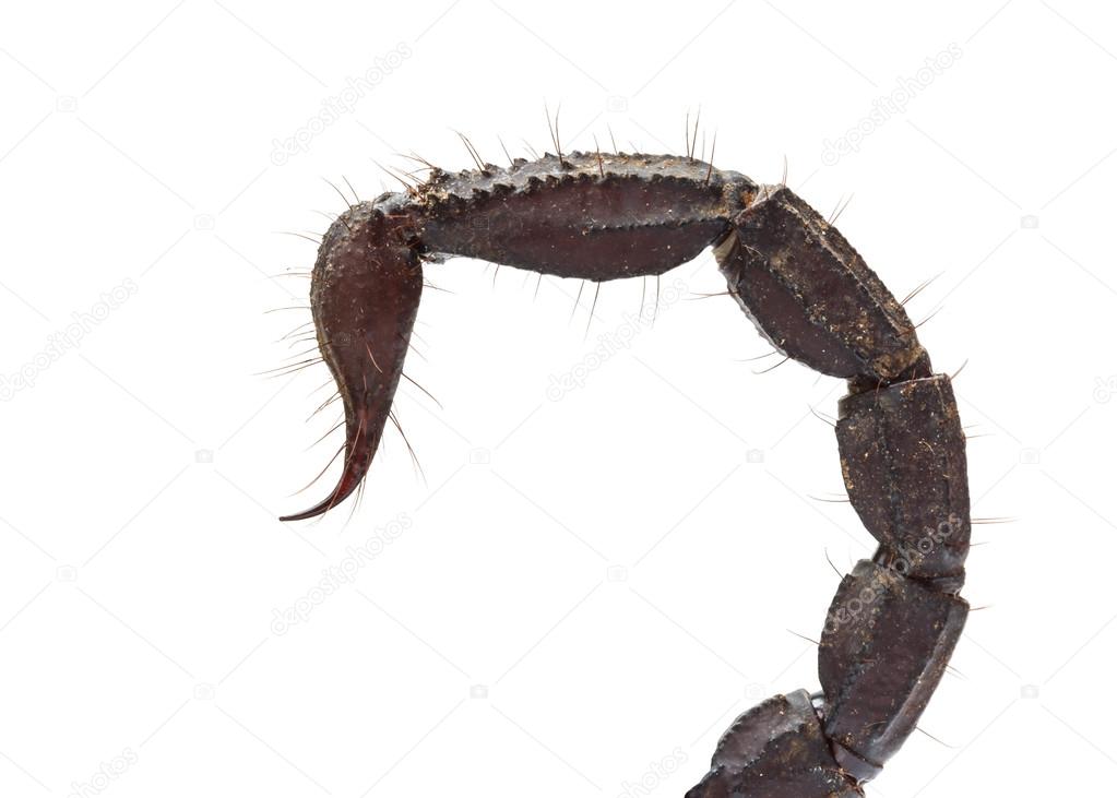 Close up of scorpion tail isolated on white background Stock Photo by ...