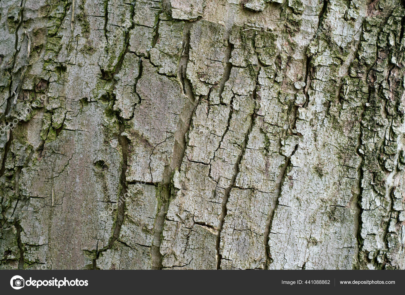 Dry Tree Bark Texture Background Nature Concept Stock Photo by ©Tatomm ...