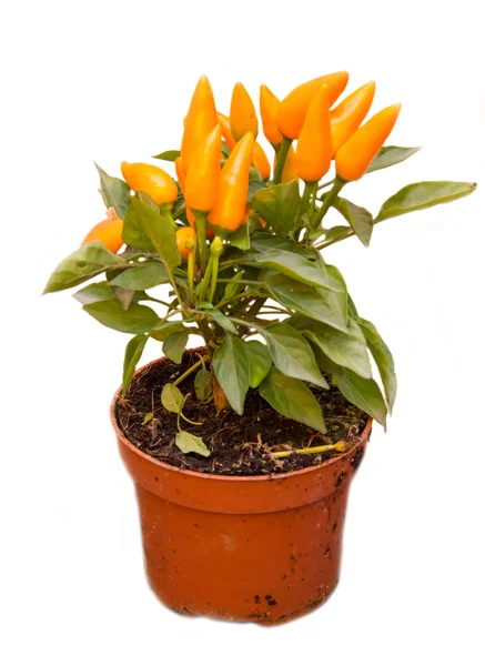 Planta de chile 2024