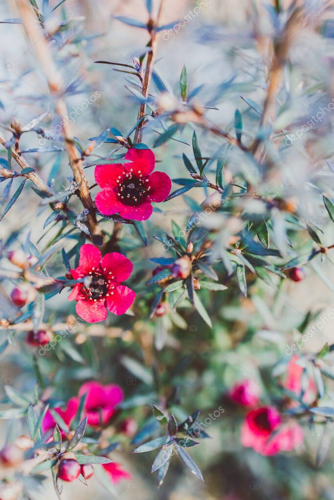 primer plano de la planta de Nueva Zelanda Tea Bush con hojas oscuras y ...