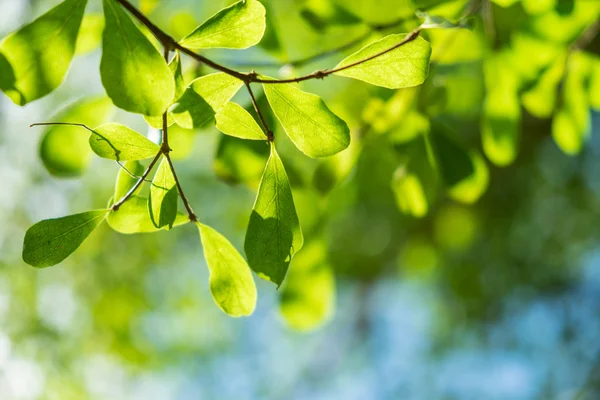 Fresh green young twigs - Stock Image - Everypixel