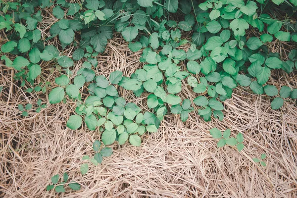 Переросток fotografie, zdjęcia stockowe, Переросток obrazy bez tantiem