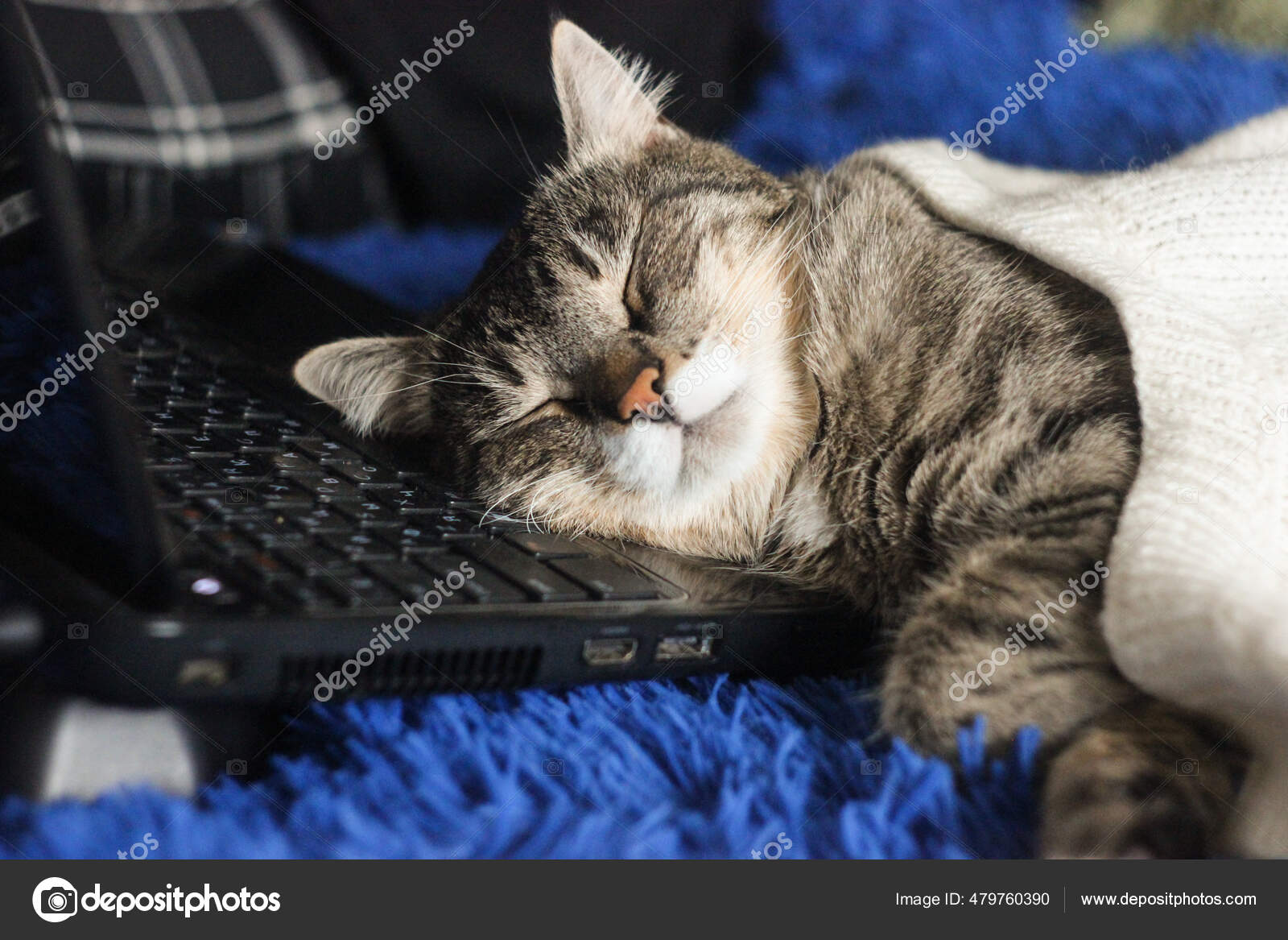 Funny Cat Picture Computer