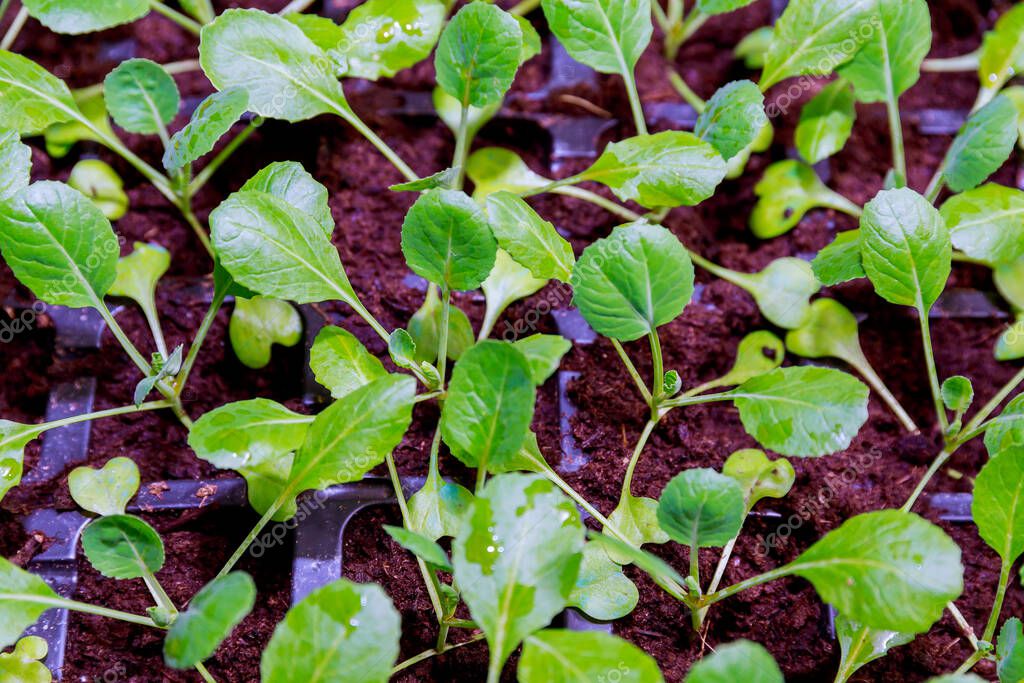 Agricultura ecol gica, pl ntulas que crecen en invernadero. Montones de pl ntulas de col en ...