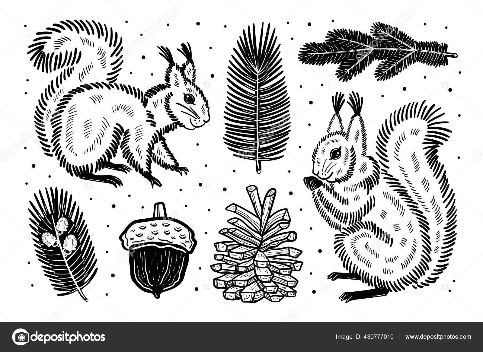 Squirrel With Acorn Clipart Black And White