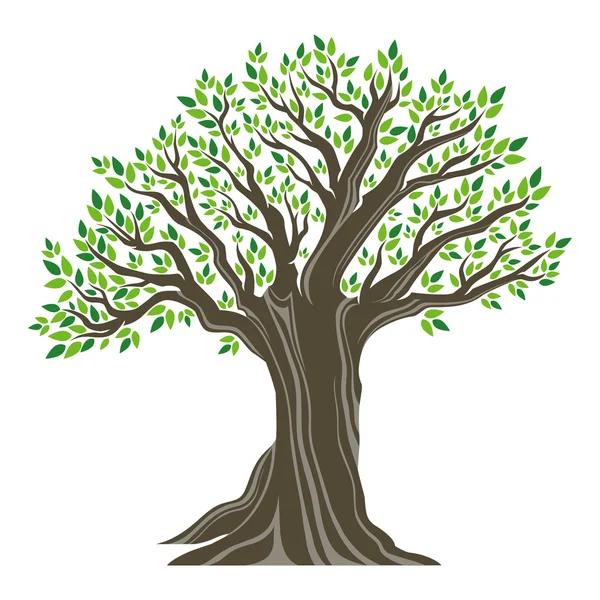1,320 Old olive tree Vector Images, Royalty-free Old olive tree Vectors ...