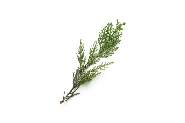 June juniper nudes Stock Photos, Royalty Free June juniper nudes Images ...