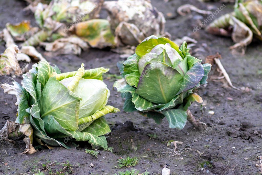 Campo cabezal de repollo maduro con repollo puntiagudo como cultivo de ...