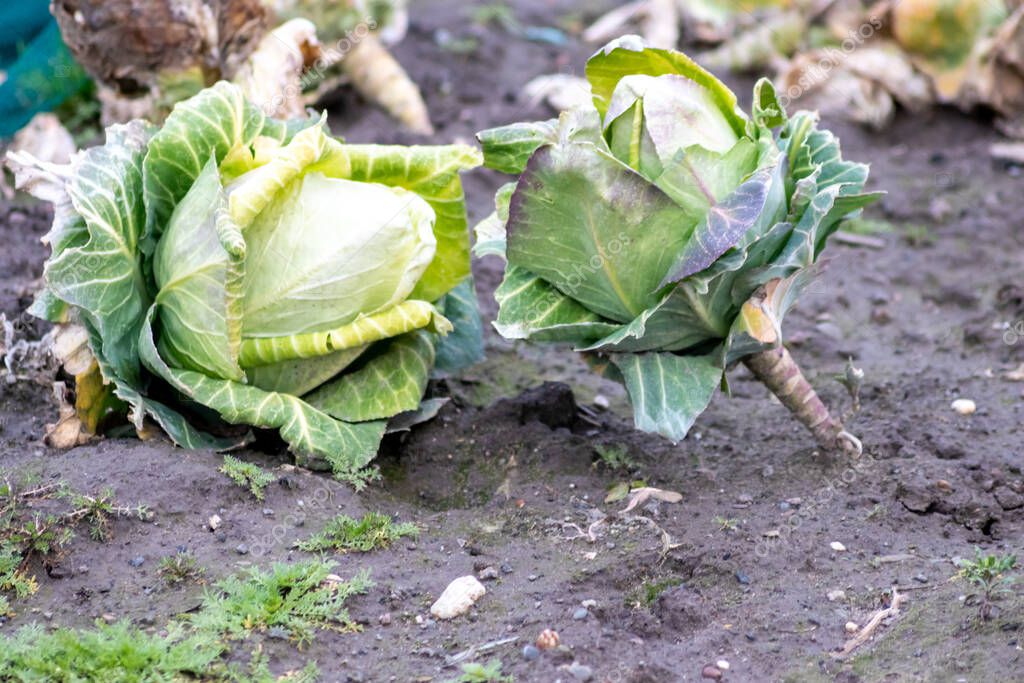 Campo cabezal de repollo maduro con repollo puntiagudo como cultivo de ...
