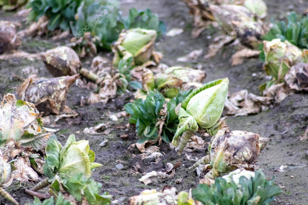 Campo cabezal de repollo maduro con repollo puntiagudo como cultivo de ...