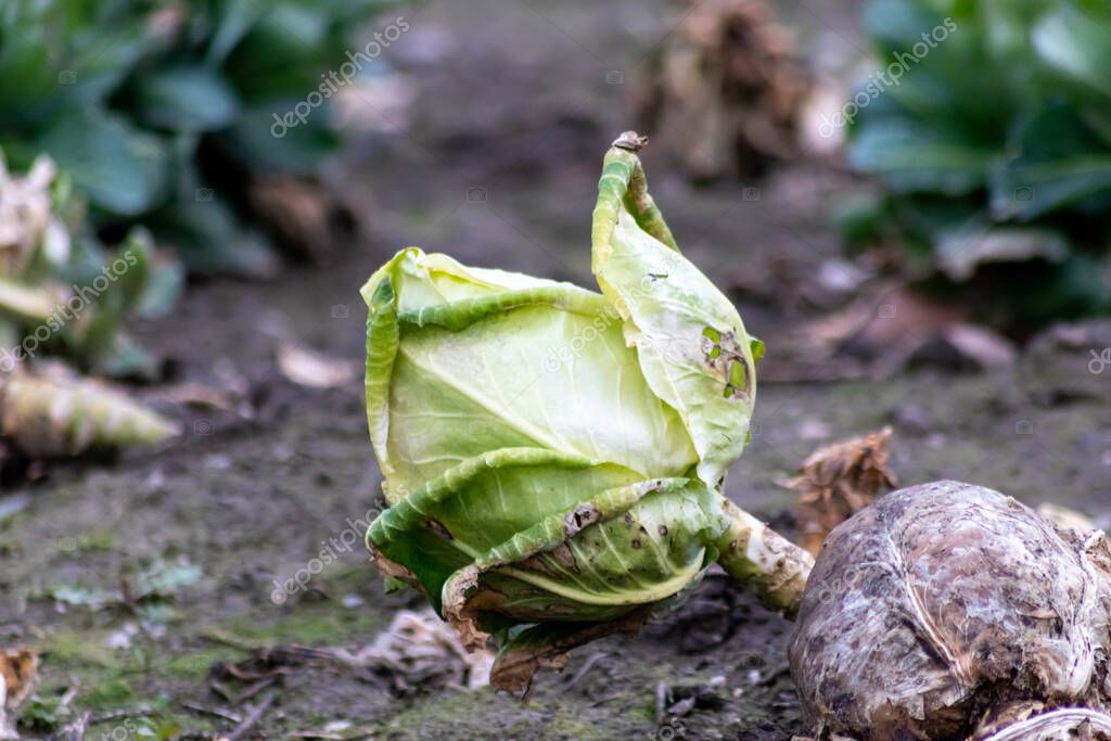 Campo cabezal de repollo maduro con repollo puntiagudo como cultivo de ...