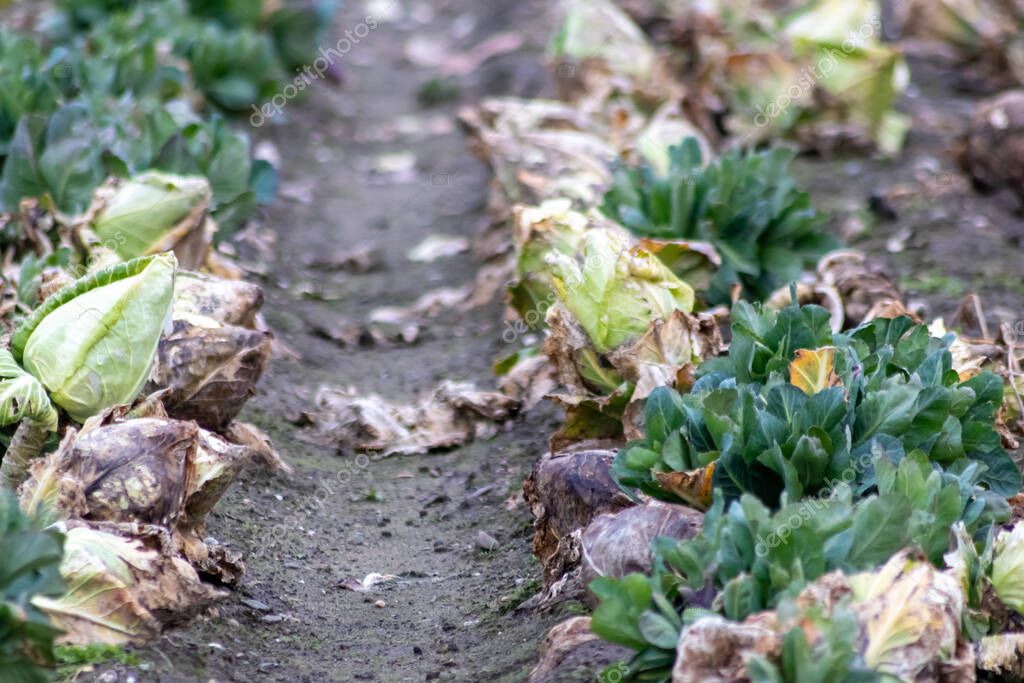 Campo cabezal de repollo maduro con repollo puntiagudo como cultivo de ...