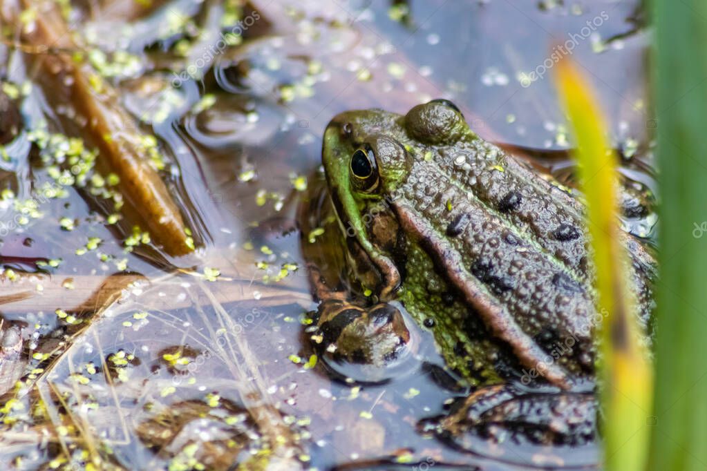 Big green toad or green frog with water addiction warming up in sun as ...