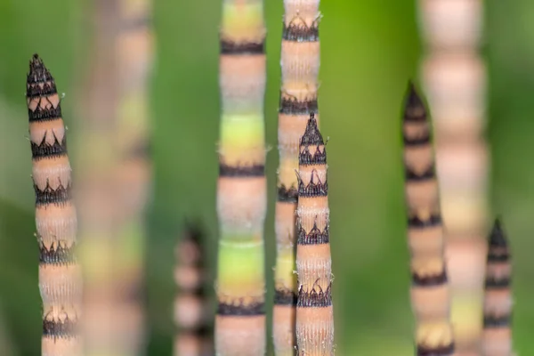 Cat tails Stock Photos, Royalty Free Cat tails Images | Depositphotos