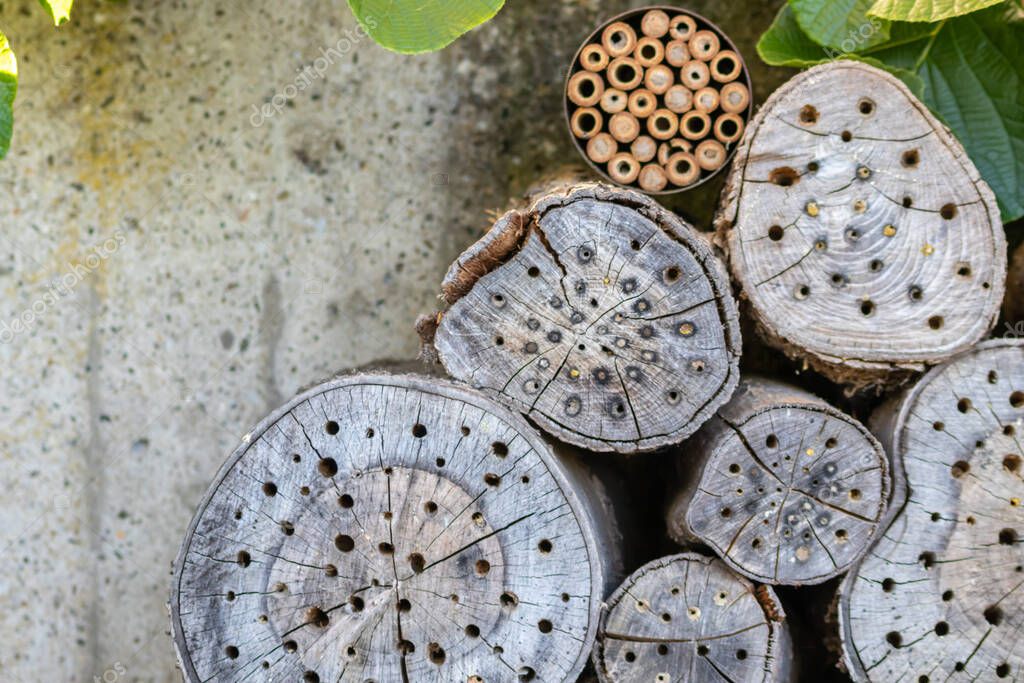 Hotel de abejas org nicas como lugar de anidaci n con hoyos en madera para la protecci n de la ...