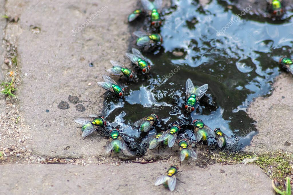 Charco sucio después de la inundación con suciedad y lodo y muchas ...