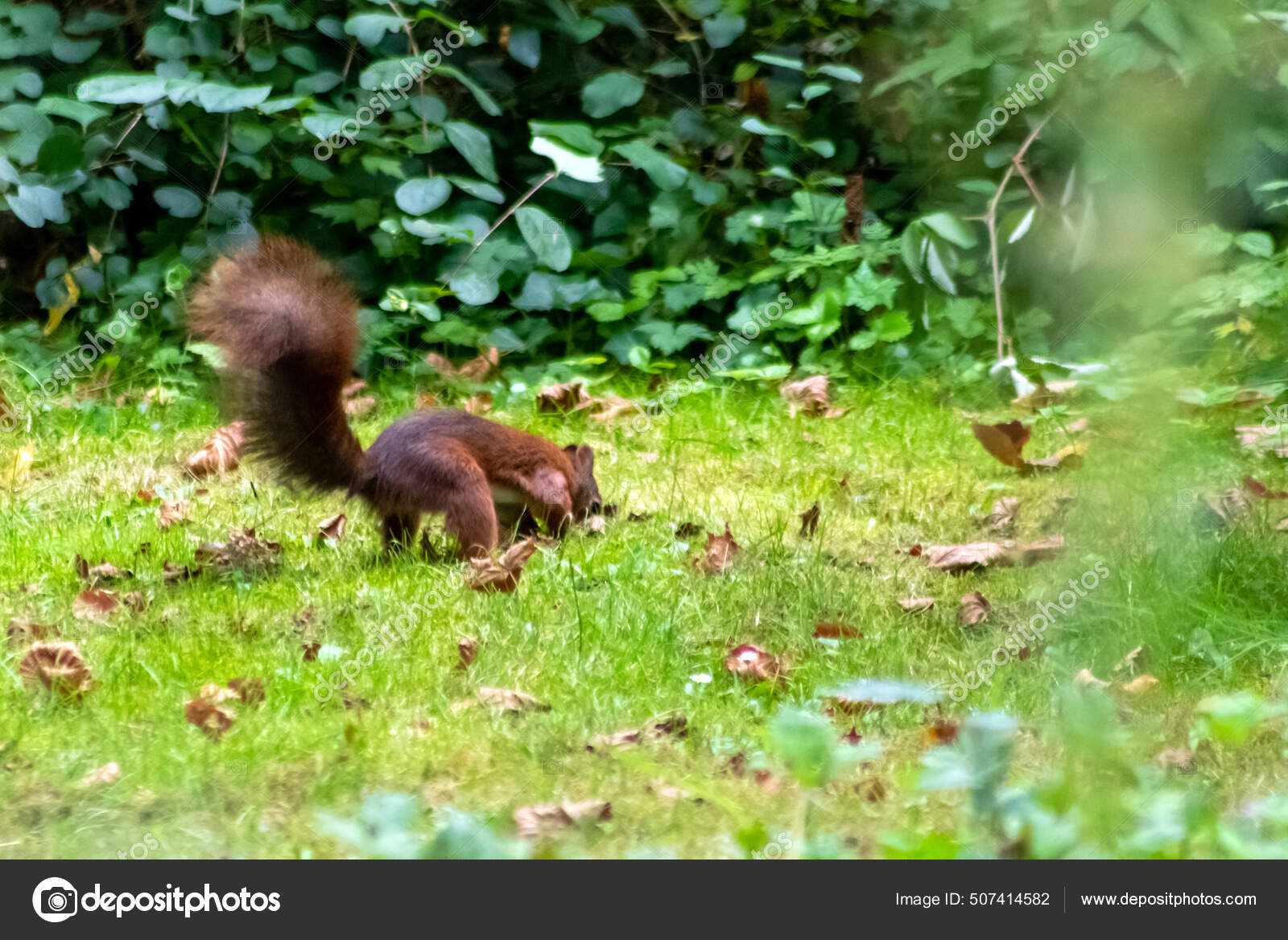 Red Eurasian Squirrel Hopping Ground Sunshine Searching Food Nuts Seeds ...