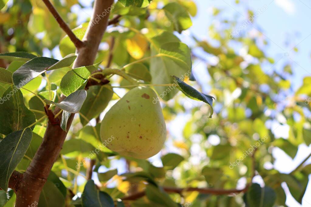 pera verde colgando del árbol antes de la cosecha. Árbol frutal ...