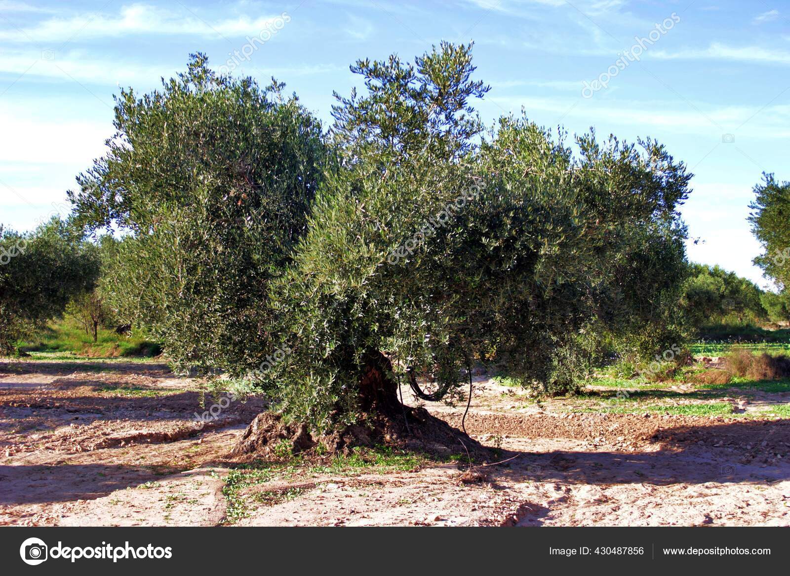 Centennial Olive Tree Olive Cultivation Field Production Extra Virgin ...