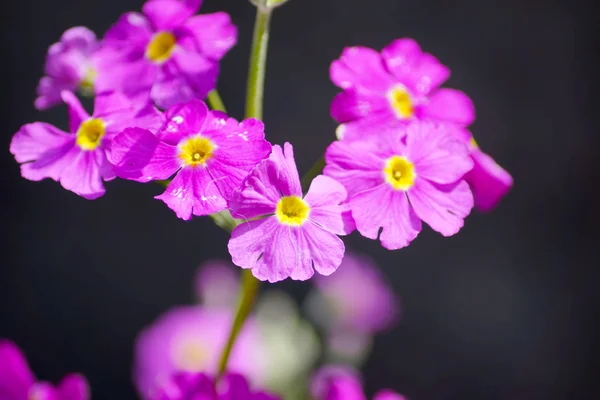 Primula malacoides Stock Photos, Royalty Free Primula malacoides Images ...