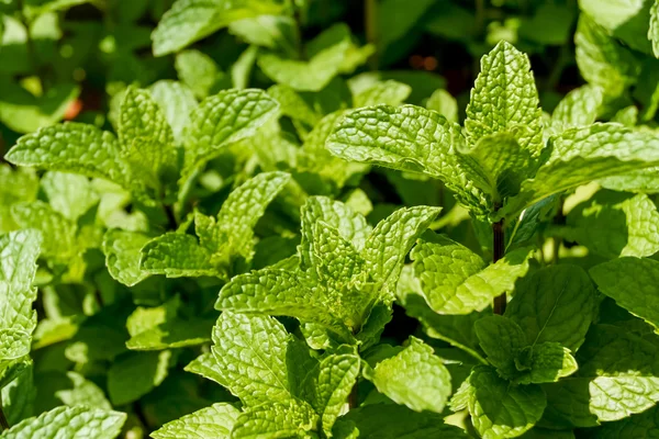 Mentha Piperita Folium