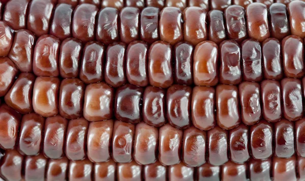 Red corn cob Stock Photos, Royalty Free Red corn cob Images | Depositphotos