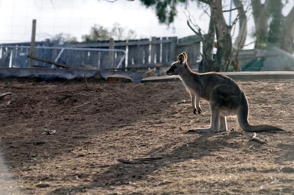 Angry australian farmer Stock Photos, Royalty Free Angry australian ...