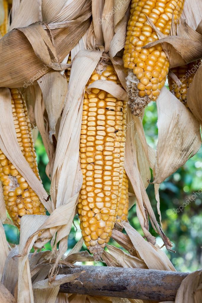 Maíz amarillo seco en el tallo para la alimentación animal 2022