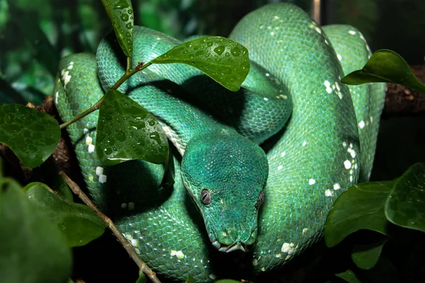 Python pohon hijau Stock Photos, Royalty Free Python pohon hijau Images ...