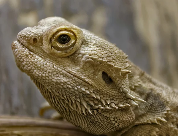 Red leatherback smooth bearded dragon (Pogona vitticeps). Stock Photo ...