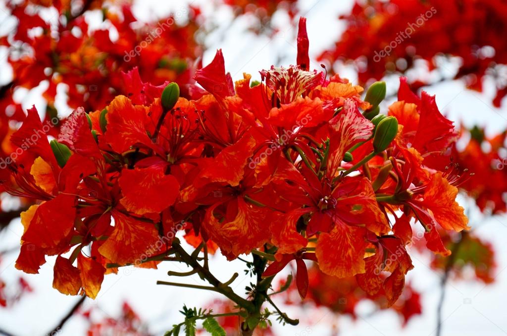 Red delonix regia tree Stock Photo by ©anirut 116974872