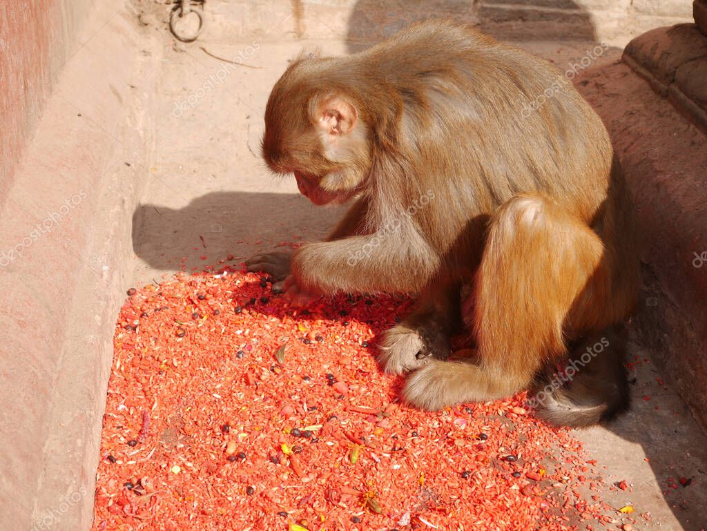 Mono caminando sentado sentado relajado en Swayambhunath pagoda o ...