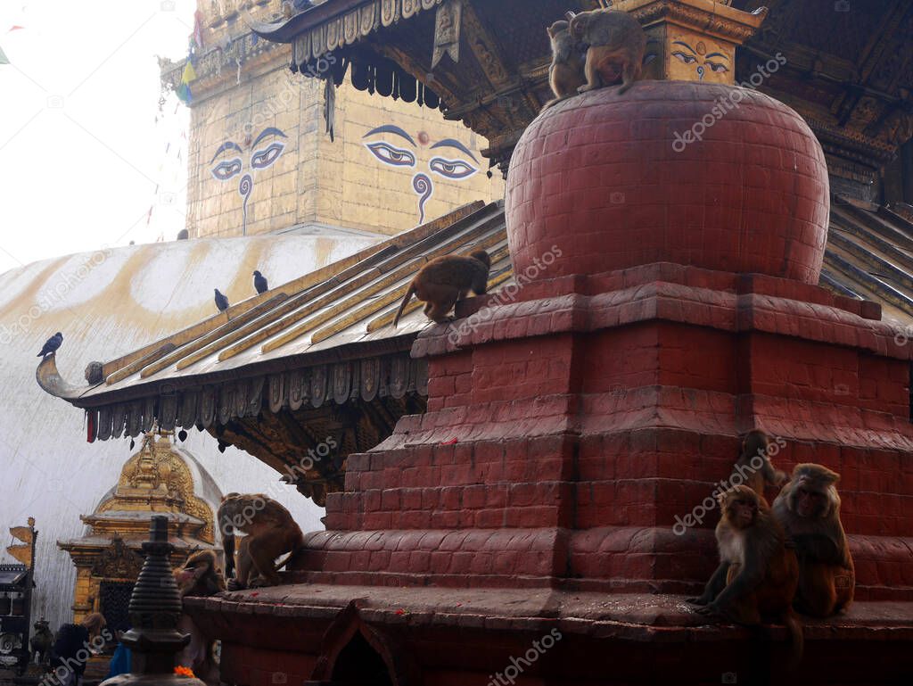 Mono caminando sentado sentado relajado en Swayambhunath pagoda o ...