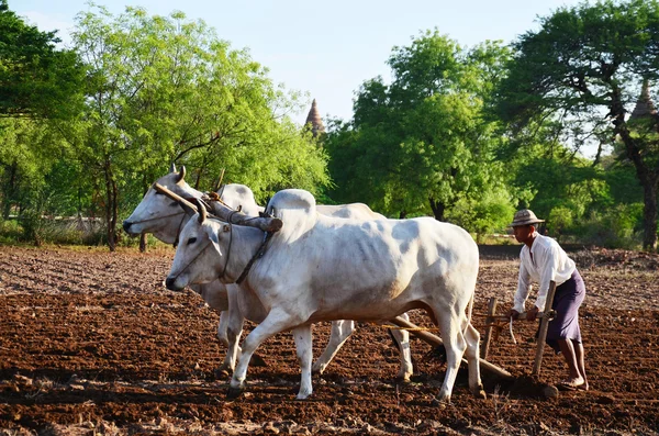 Cow plowing Images - Search Images on Everypixel