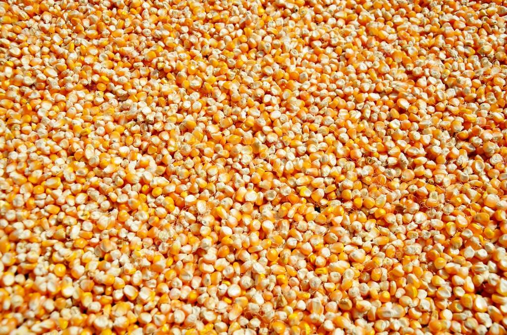 Corn seed kernels texture Stock Photo by ©anirut 88567342