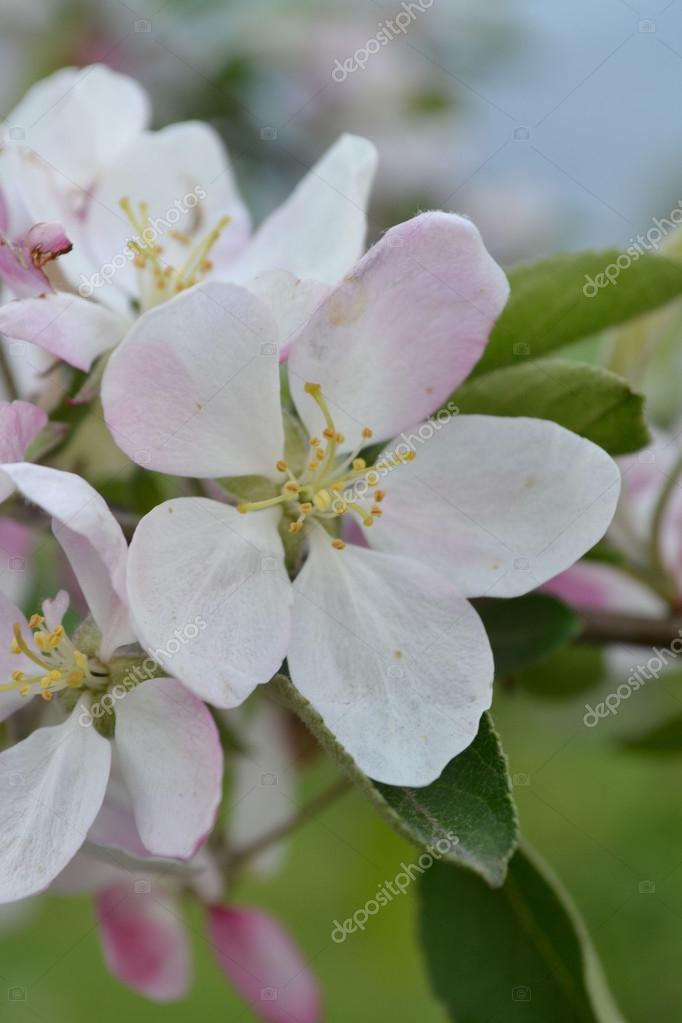 Flowers of apple — Stock Photo © lliax #76465217