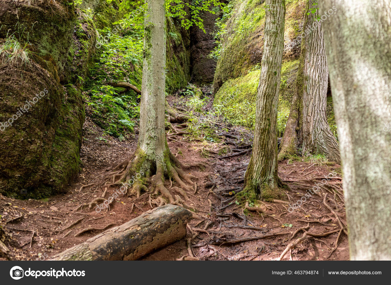 Tree Trunks Roots Rocks Drachenschlucht Dragon Gorge Eiosenach ...