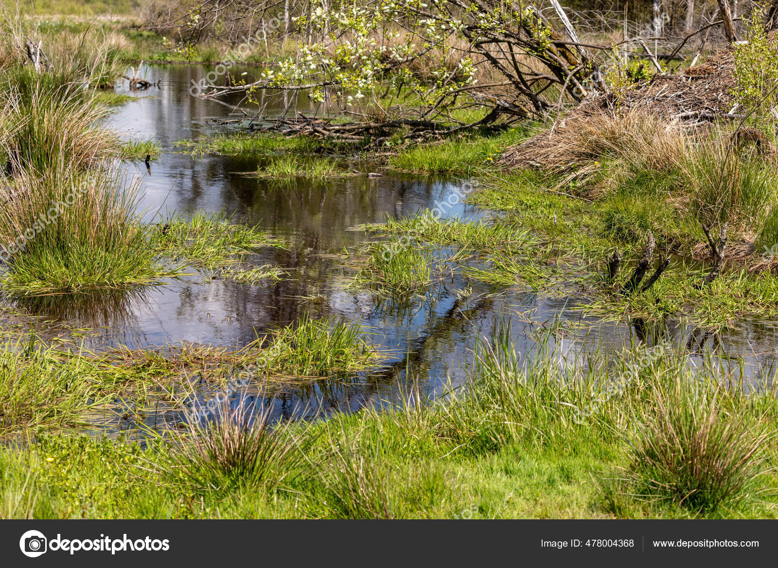 Swamp Landscape Watercourse Eifel Region City Simmerath — Stock Photo ...