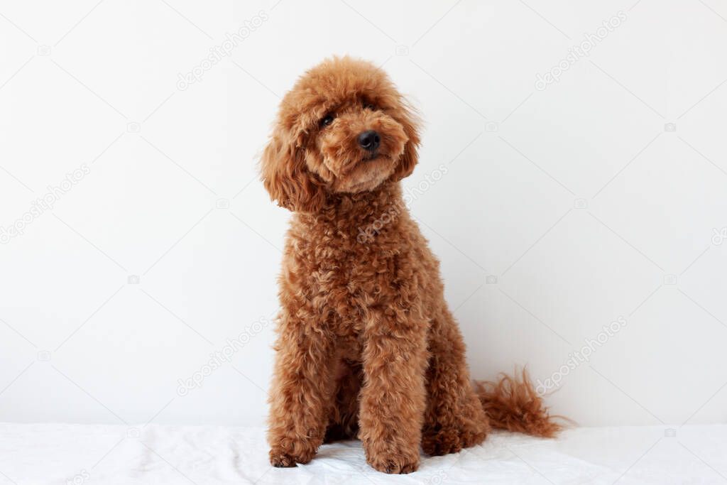 Un caniche en miniatura de color marrón rojizo, adornado en un estilo ...