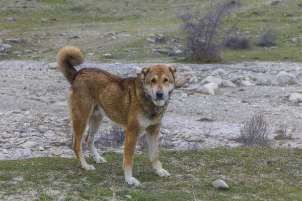 Afghan Shepherd Dog