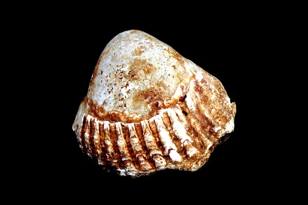 Megalodon tooth Stock Photos, Royalty Free Megalodon tooth Images ...