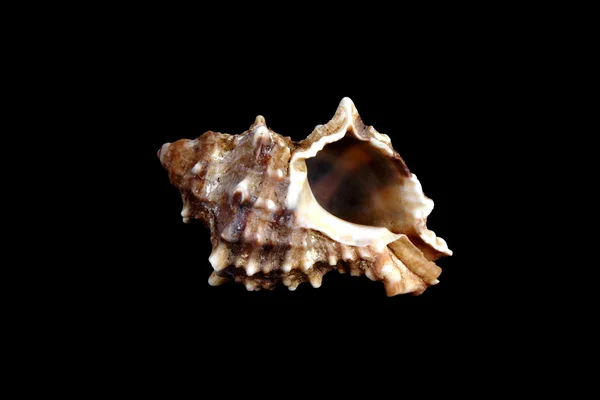 Osso maxilar animal Stock Photos, Royalty Free Osso maxilar animal ...