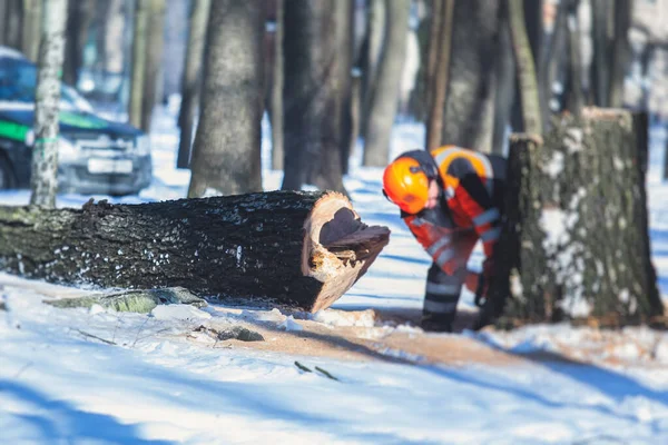 Winter logging Stock Photos, Royalty Free Winter logging Images ...