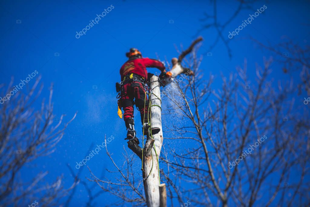 Cirujano arborista cortando ramas de árboles con motosierra, leñador en ...