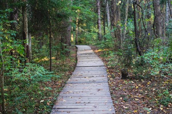 Beautiful path in swamps Stock Photos, Royalty Free Beautiful path in ...