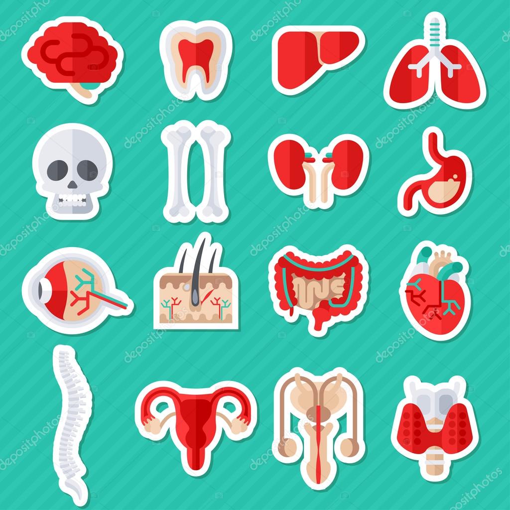 Human Internal Organs Flat Icons Stickers — Stock Vector © kotoffei ...