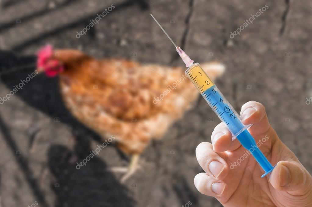 La mano sostiene la jeringa y el pollo en el fondo. Antibióticos ...