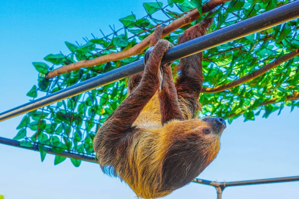 Sloth hanging Stock Photos, Royalty Free Sloth hanging Images ...