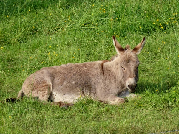 Burro adulto Stock Photos, Royalty Free Burro adulto Images | Depositphotos