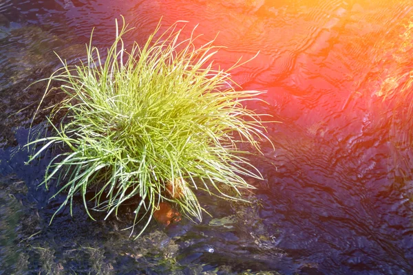 River grass Stock Photos, Royalty Free River grass Images | Depositphotos